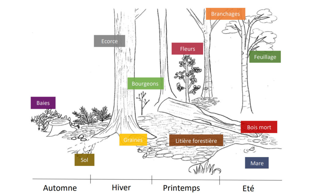 Episode 2/4 : La forêt, un écosystème vivant ! - Sud Retz Atlantique