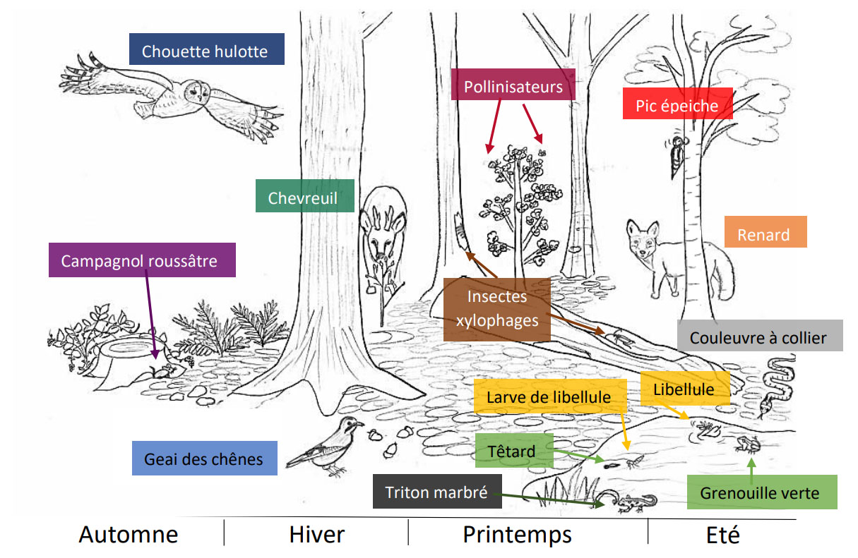 Episode 2/4 : La forêt, un écosystème vivant ! - Sud Retz Atlantique